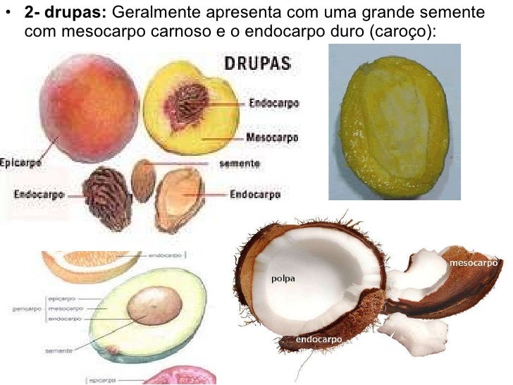 Formação de fruto e semente