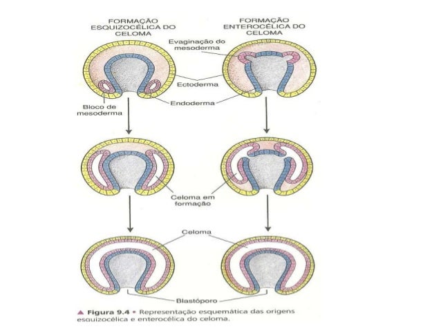 Formação do celoma