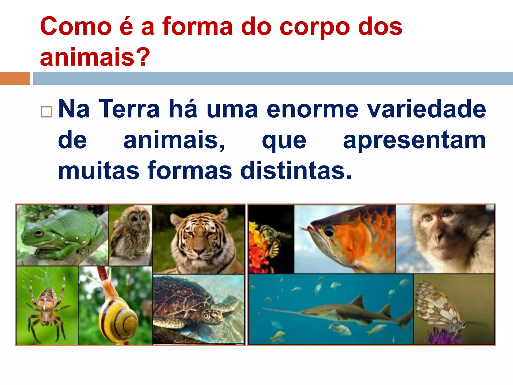Formas dos animais | PPTX