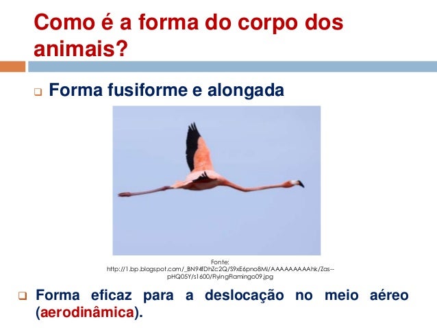 Formas dos animais