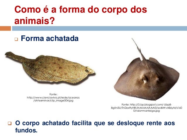 Formas dos animais