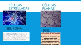 FORMAS CELULARES según las técnicas actualizados.pptx