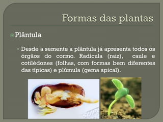 Formas das plantas | PDF