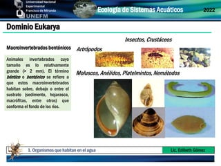 Formas de vida en los Ecosistemas Acuáticos_1.pdf