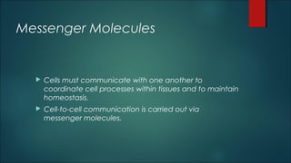 ENDOCRINE SYSTEM | PPT