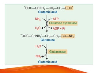Formation and detoxification of ammonia .pptx