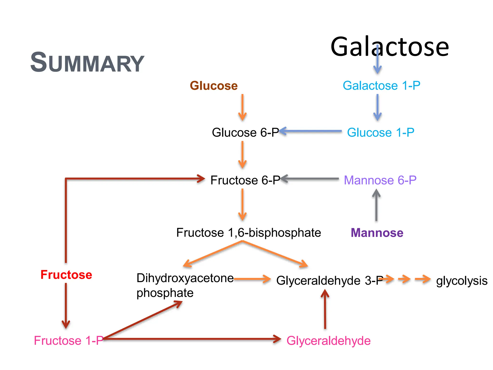 FORMATION AND FATE OF GLUCOSE 6 PHOSPHATE.pptx