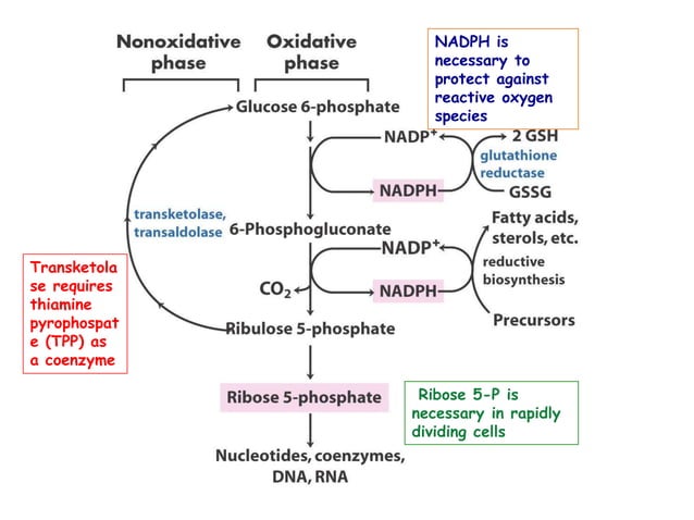 FORMATION AND FATE OF GLUCOSE 6 PHOSPHATE.pptx | Endocrine and ...