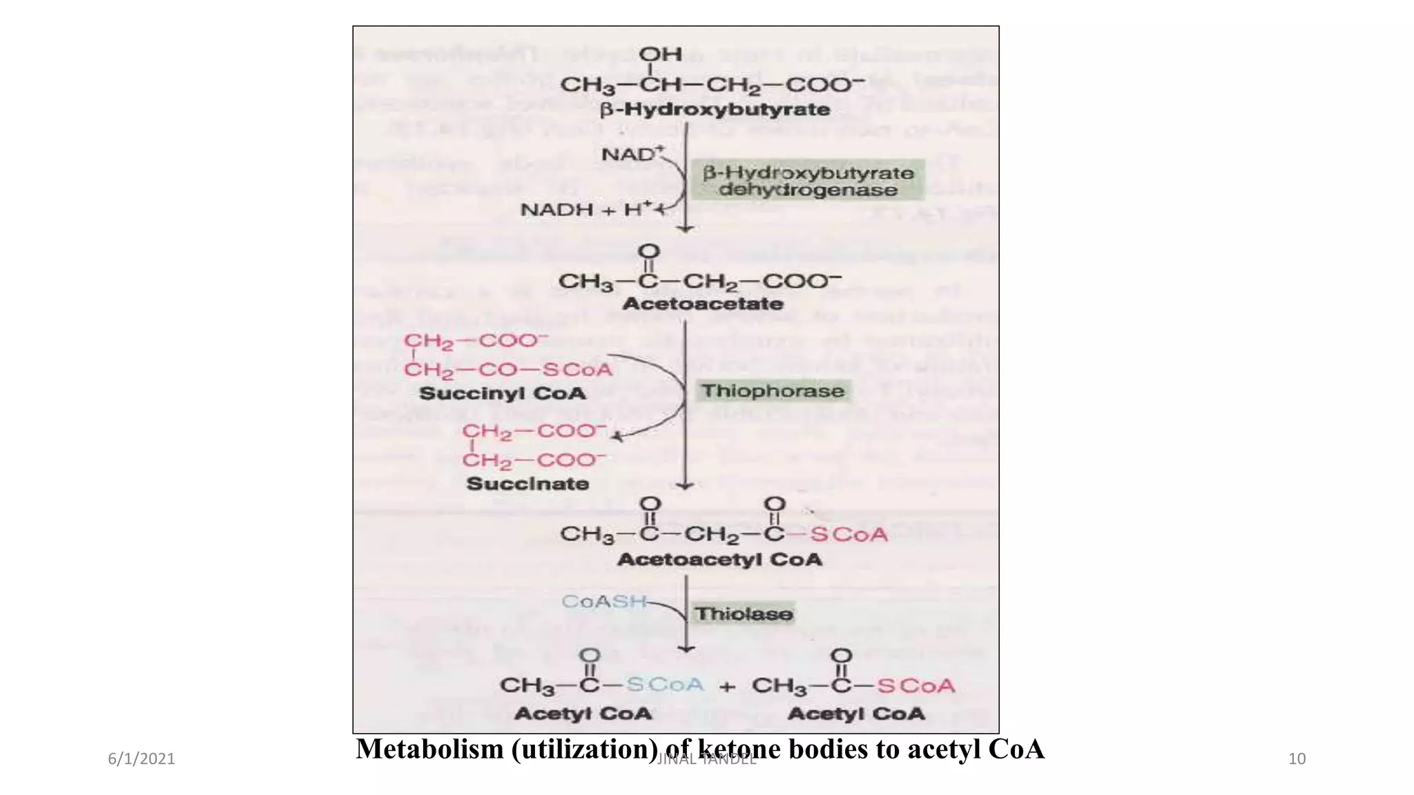 Formation and utilization of ketone bodies; ketoacidosis | PPTX