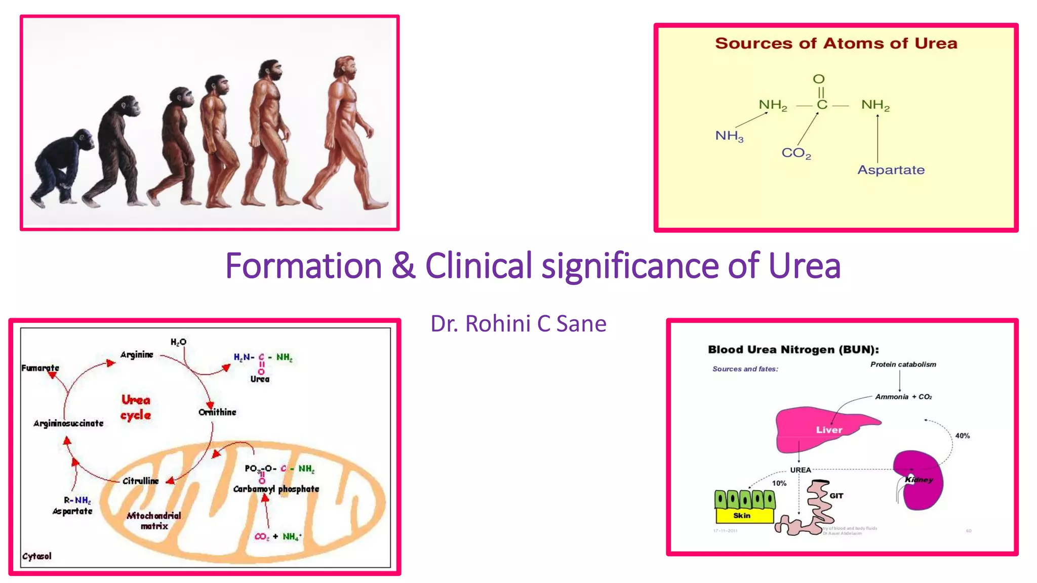 Formation & clinical significance of urea | PDF