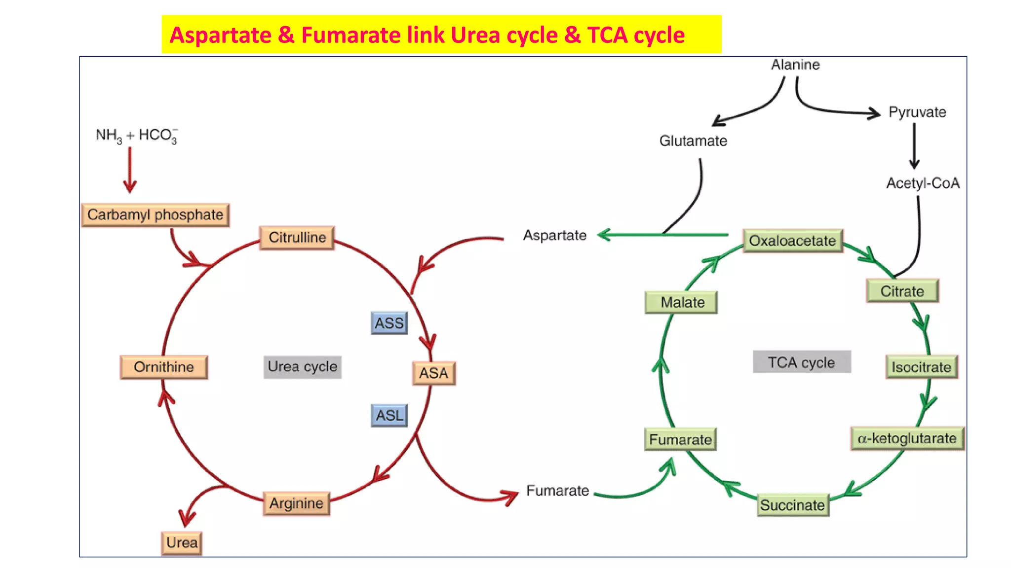 Formation & clinical significance of urea | PDF