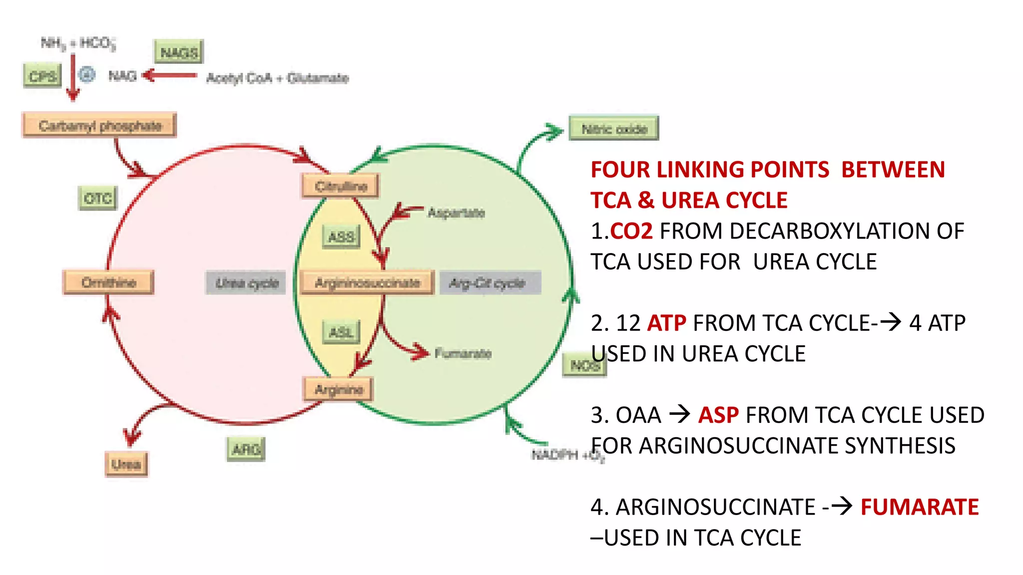 Formation & clinical significance of urea | PDF