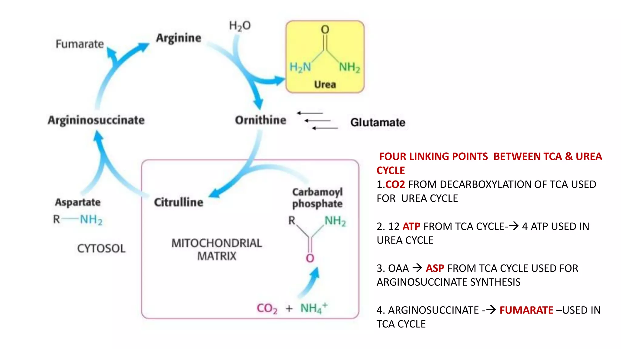 Formation & clinical significance of urea | PDF