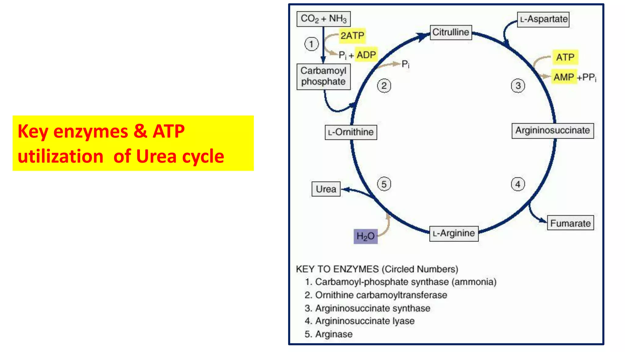 Formation & clinical significance of urea | PDF