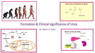 Formation & clinical significance of urea | PDF