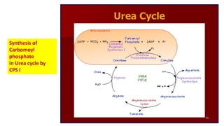 Formation & clinical significance of urea | PDF