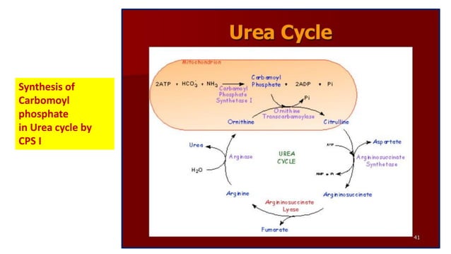 Formation & clinical significance of urea | PDF | Endocrine and ...
