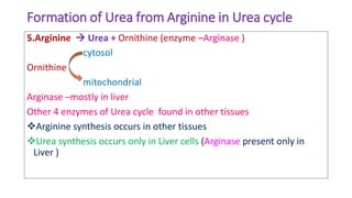 Formation & clinical significance of urea | PDF