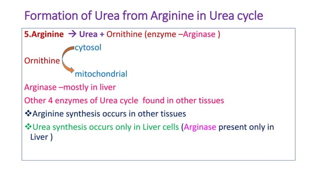 Formation & clinical significance of urea | PDF | Endocrine and ...