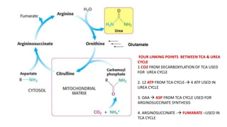 Formation & clinical significance of urea | PDF