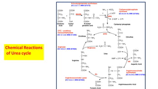 Formation & clinical significance of urea | PDF