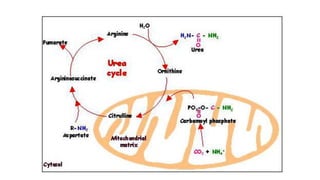 Formation & clinical significance of urea | PDF
