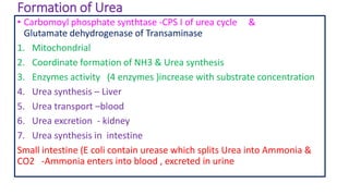Formation & clinical significance of urea | PDF
