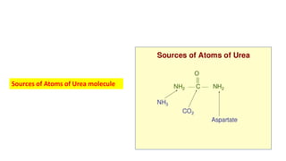 Formation & clinical significance of urea | PDF