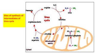 Formation & clinical significance of urea | PDF