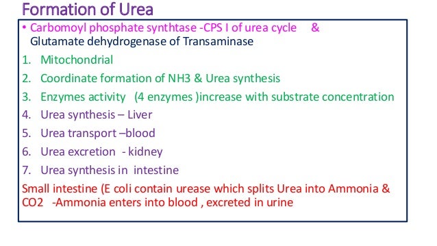 Formation & clinical significance of urea