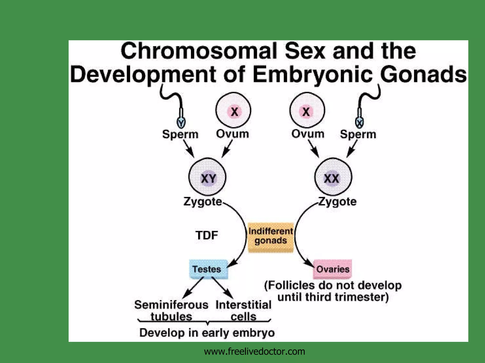 Formation&Development Of Reproductive System | PPT