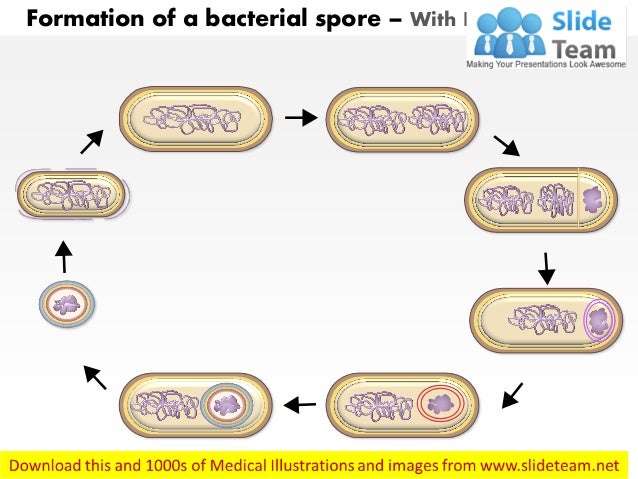 Formation of a bacterial spore by bacillus subtilis medical images fo…