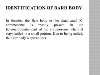 Formation of bar bodies in human genetics tx | PPTX