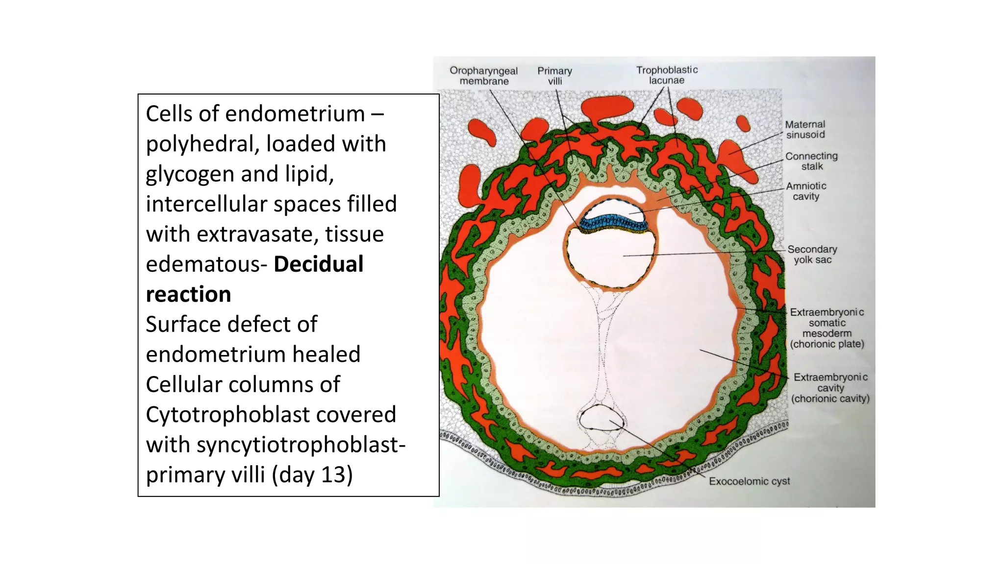 Formation of bilaminar germ disc | PDF