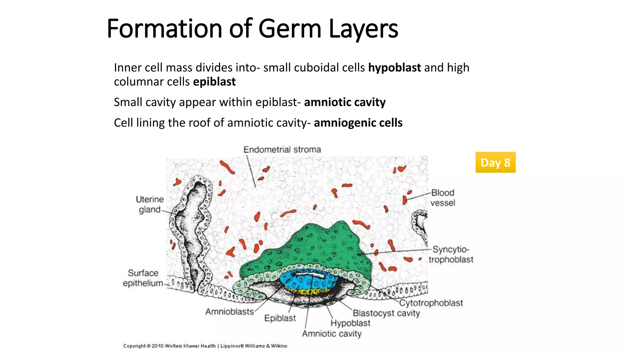 Formation of bilaminar germ disc | PDF