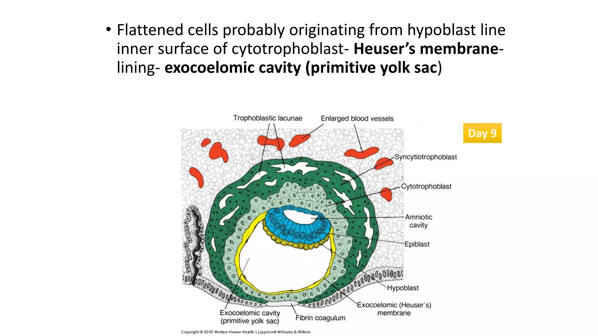 Formation of bilaminar germ disc | PDF