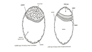 Formation of bilaminar germ disc | PDF