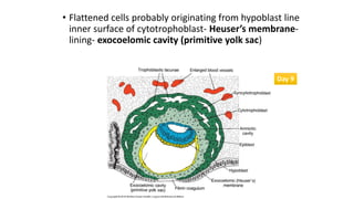 Formation of bilaminar germ disc | PDF