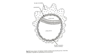 Formation of bilaminar germ disc | PDF