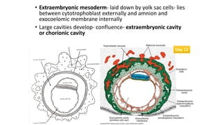 Formation of bilaminar germ disc | PDF