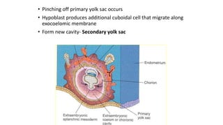Formation of bilaminar germ disc | PDF