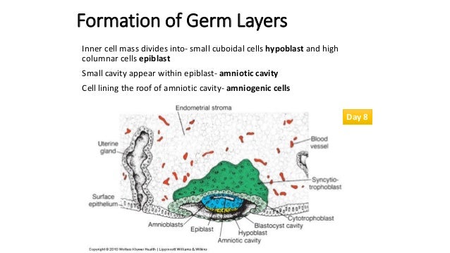 Formation of bilaminar germ disc
