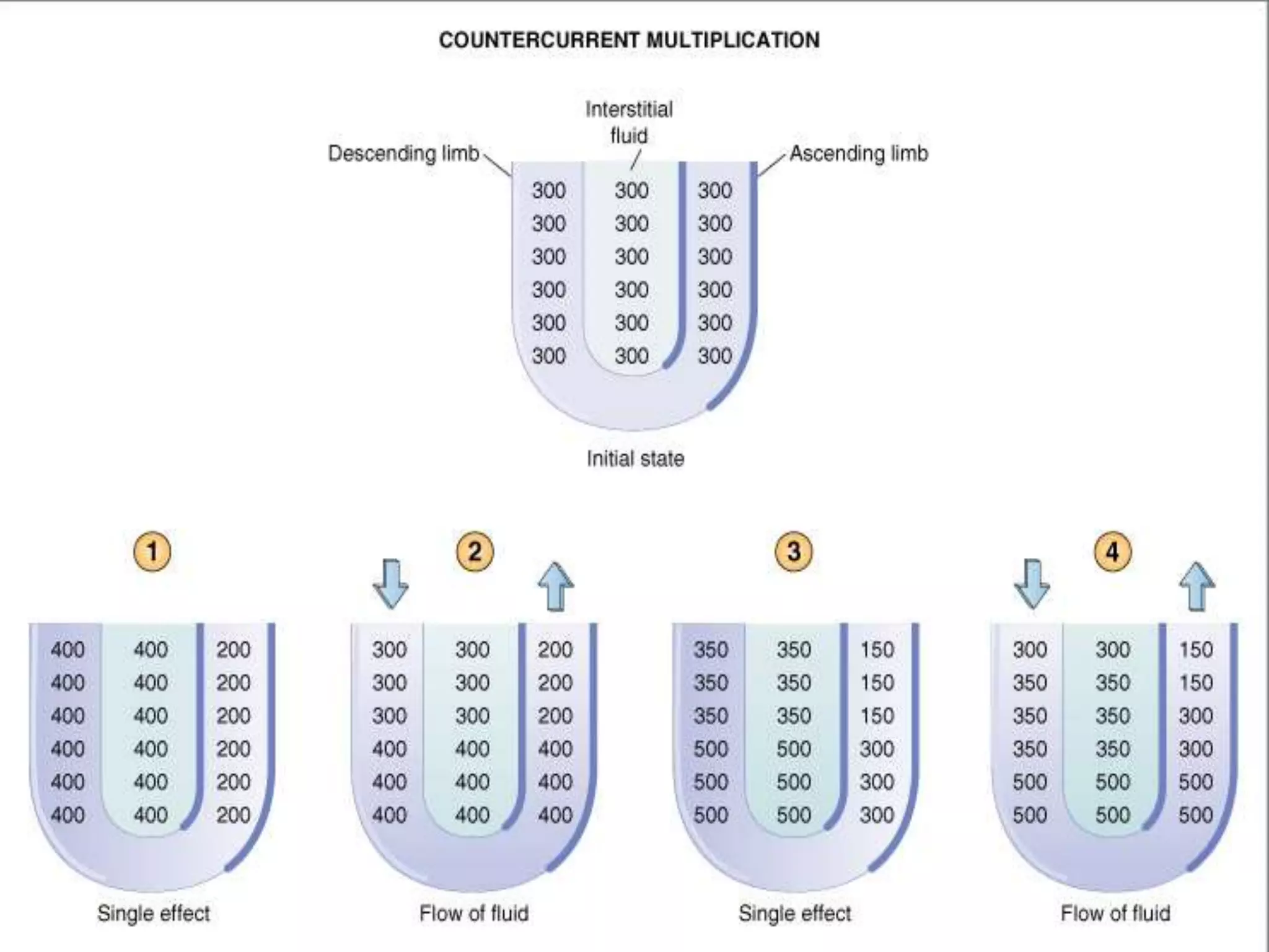urine concentration and dilution | PPTX