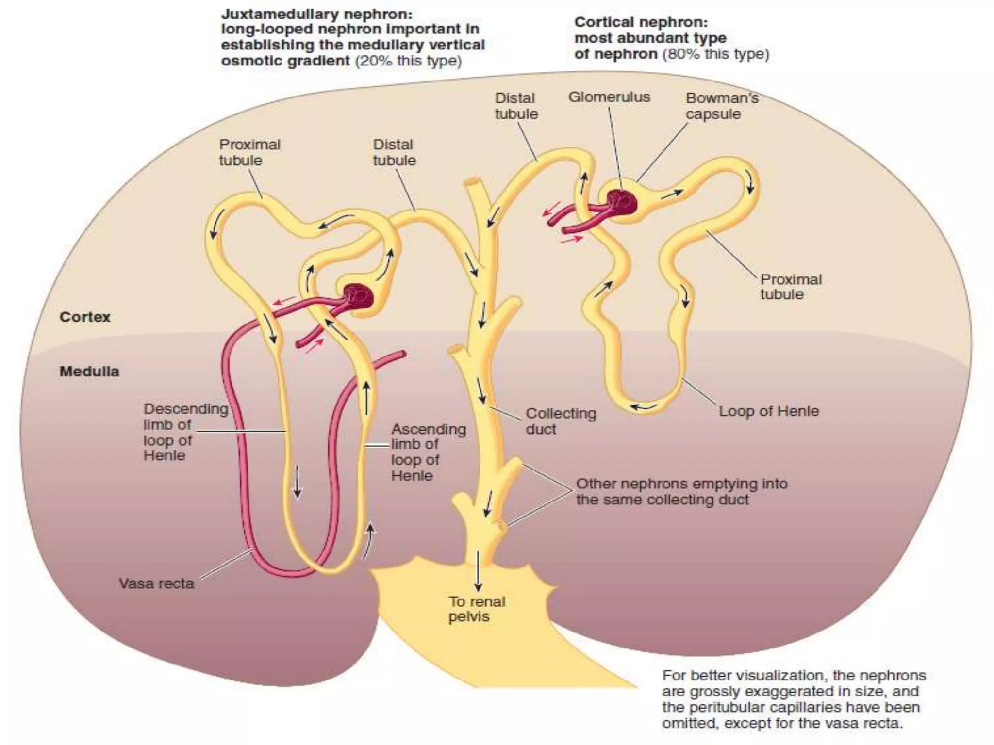 urine concentration and dilution | PPTX