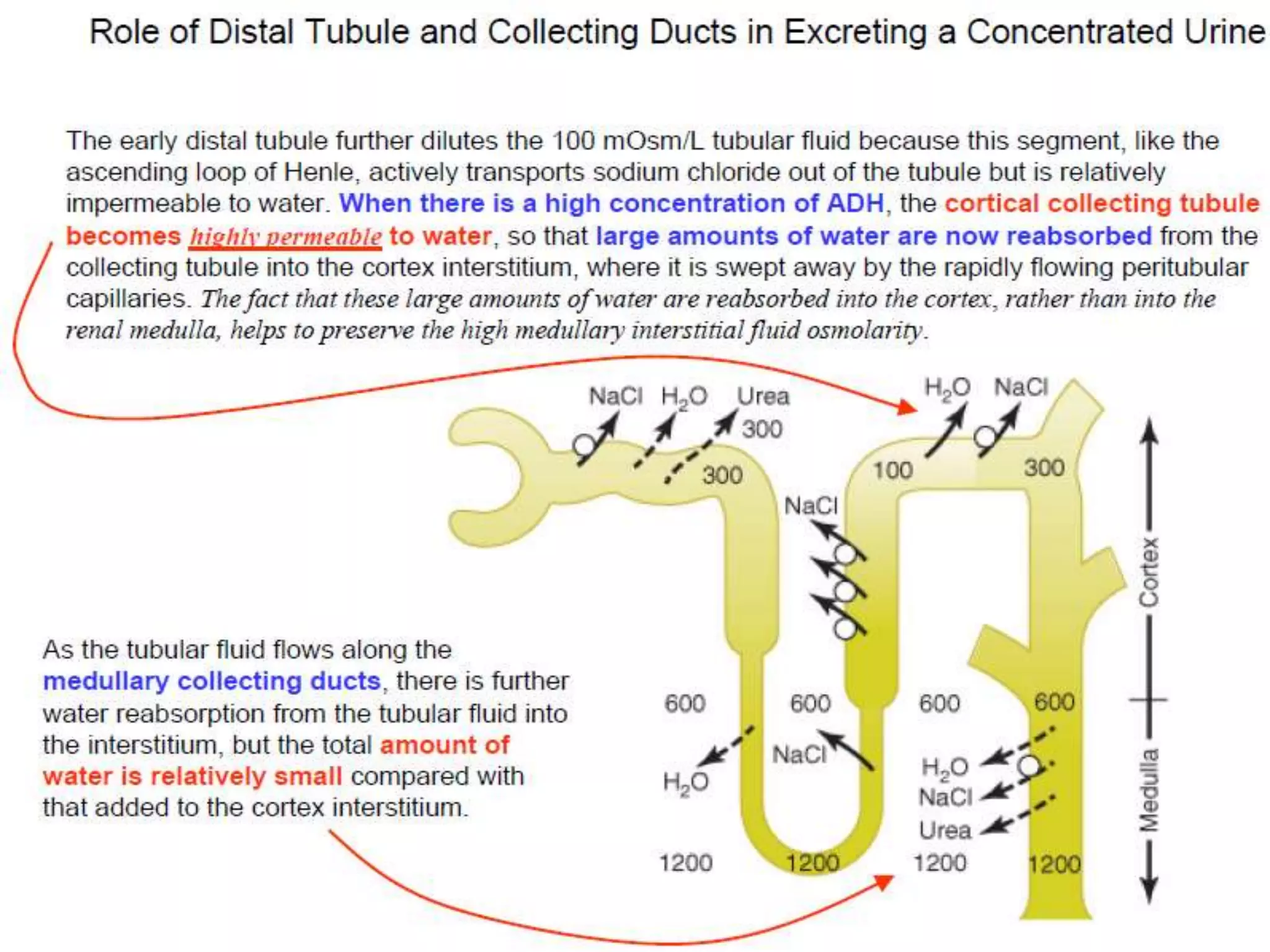 urine concentration and dilution | PPTX