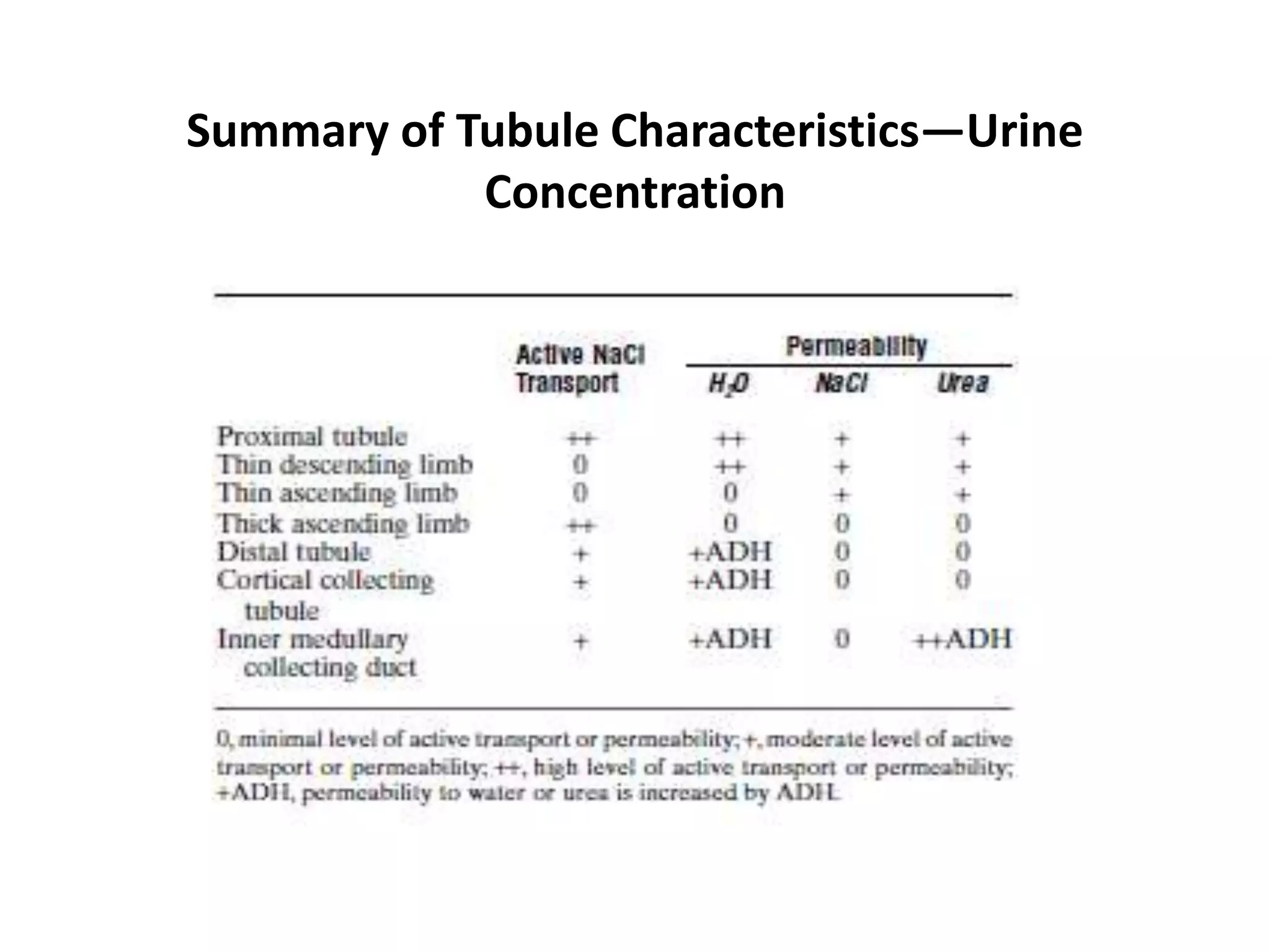 urine concentration and dilution | PPTX
