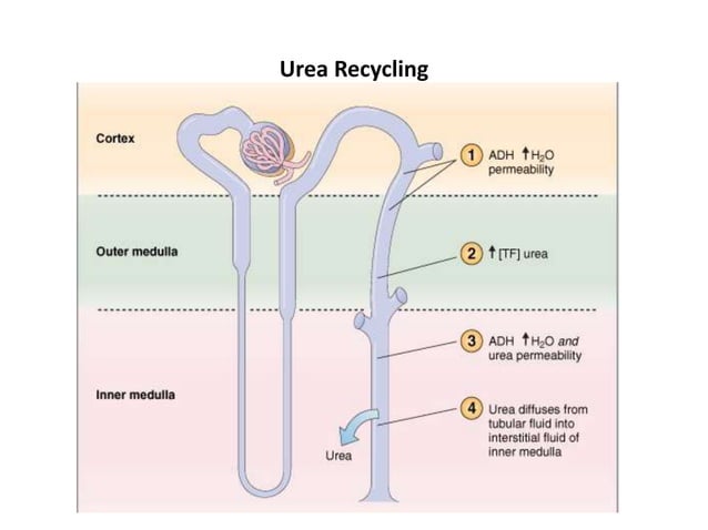 urine concentration and dilution | PPTX