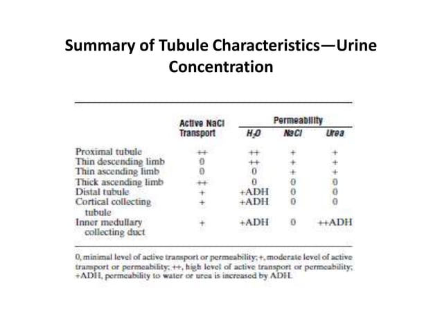 urine concentration and dilution | PPTX