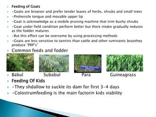 Formation of ration and feeding of sheep and goat during diff pahases ...
