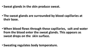 Formation of sweat (1) | PPTX